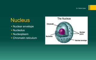 Exploring the nucleus | PPTX
