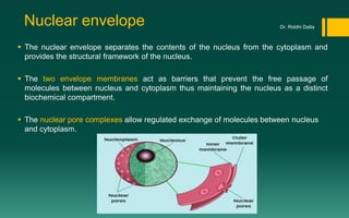 Exploring the nucleus | PPTX