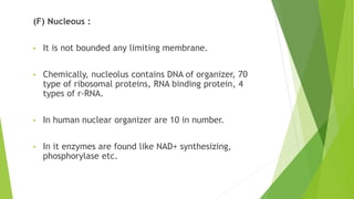 Nucleus | PPT