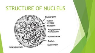 Nucleus | PPT