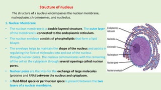 Nucleus | PPTX
