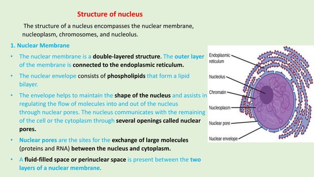 Nucleus | PPT
