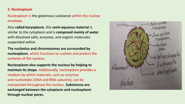 Nucleus | PPT