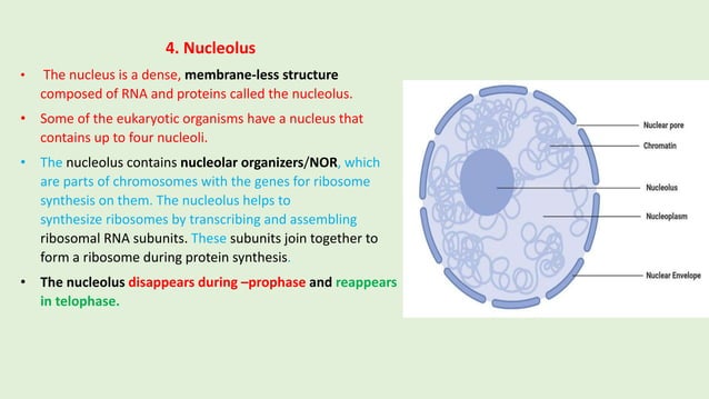 Nucleus | PPT