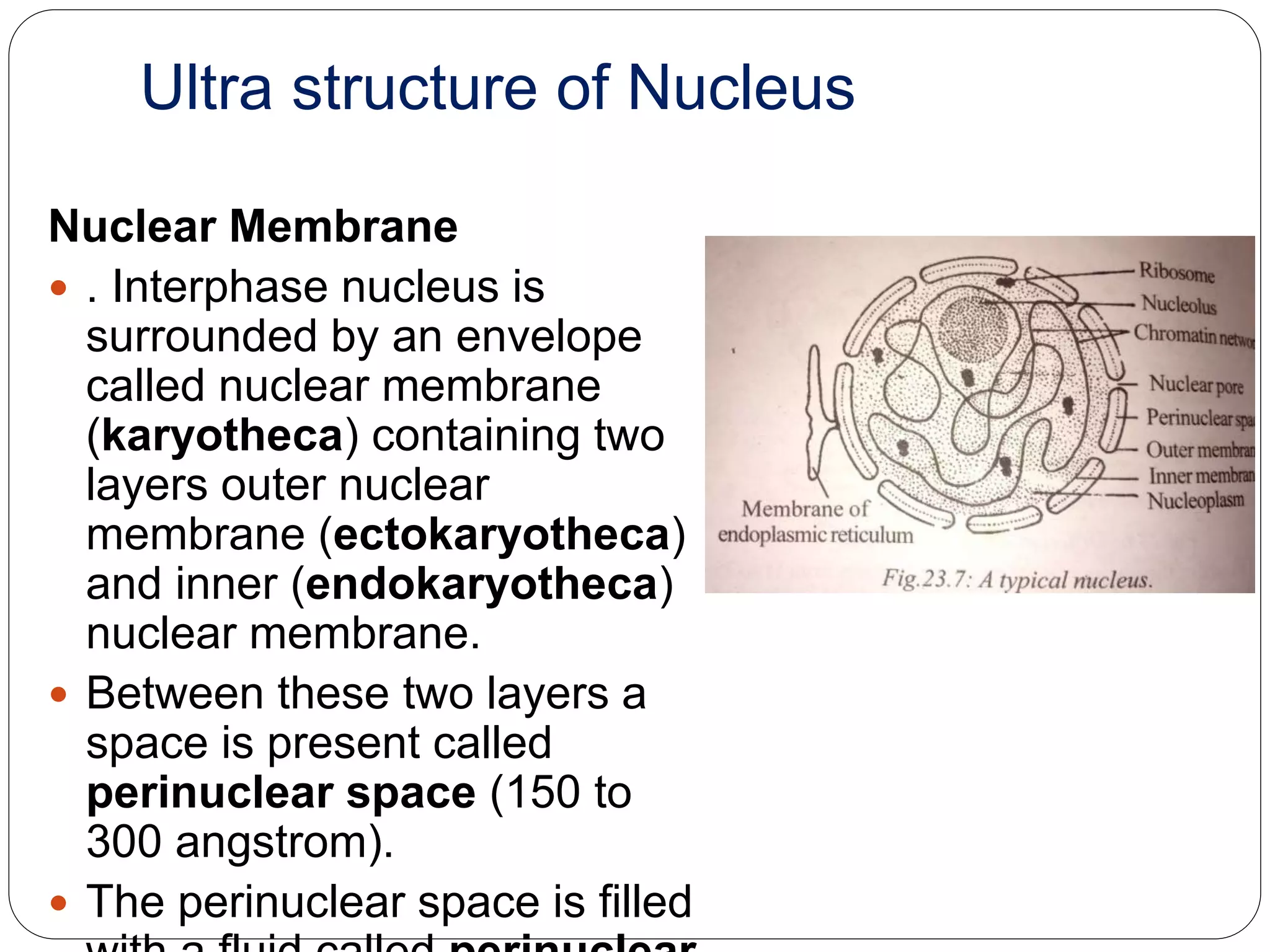 Nucleus | PPTX