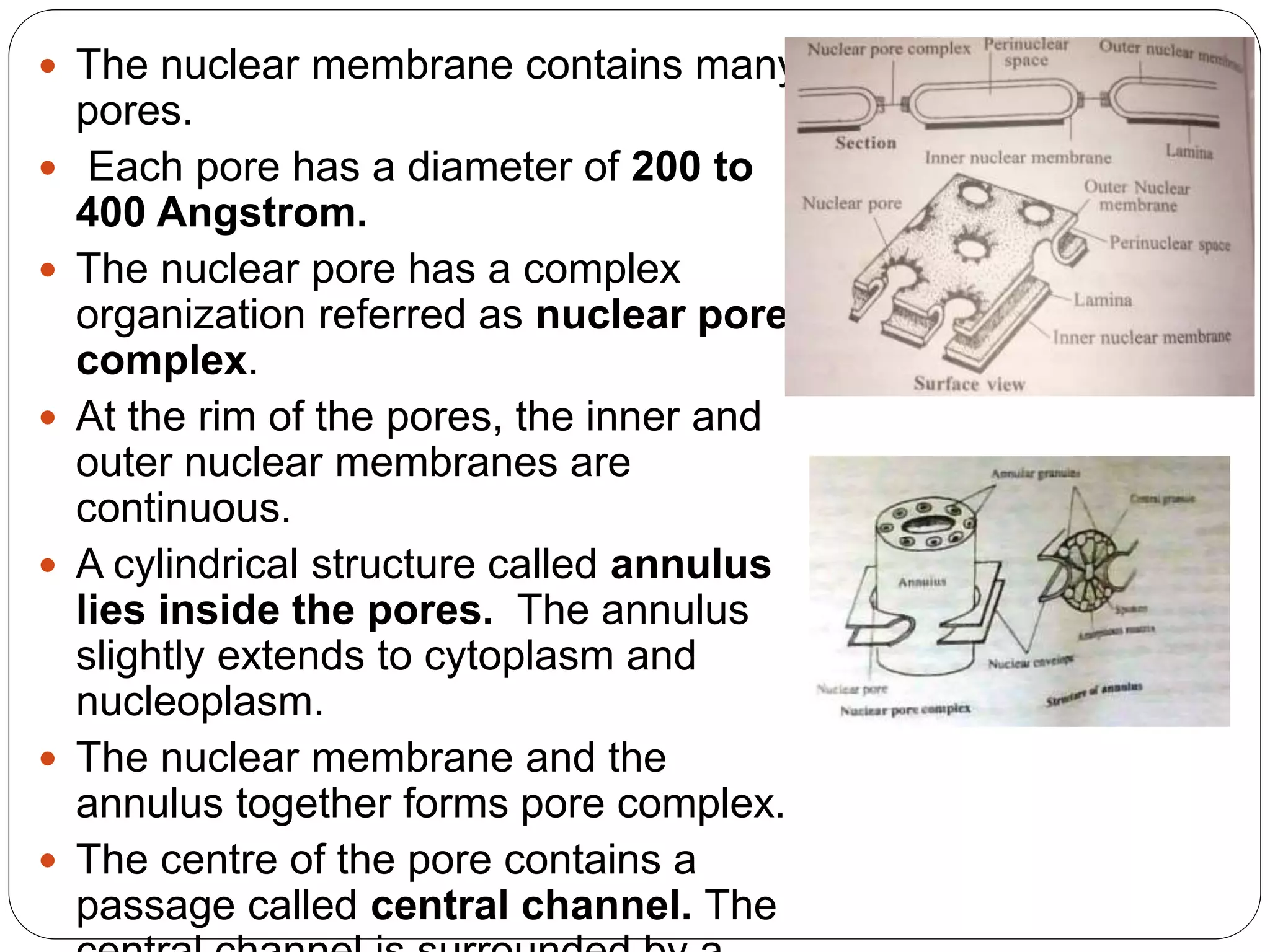 Nucleus | PPTX