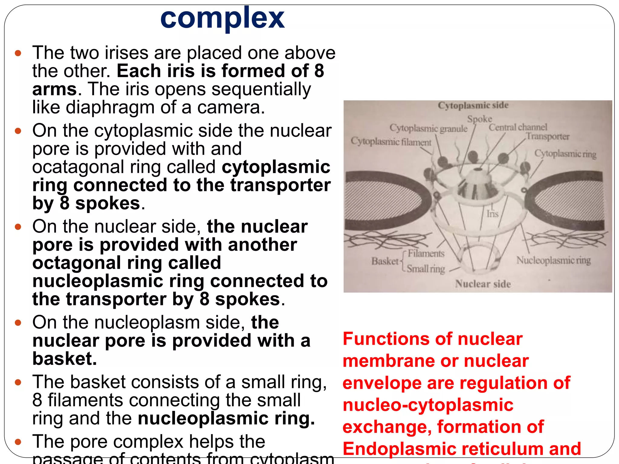 Nucleus | PPTX