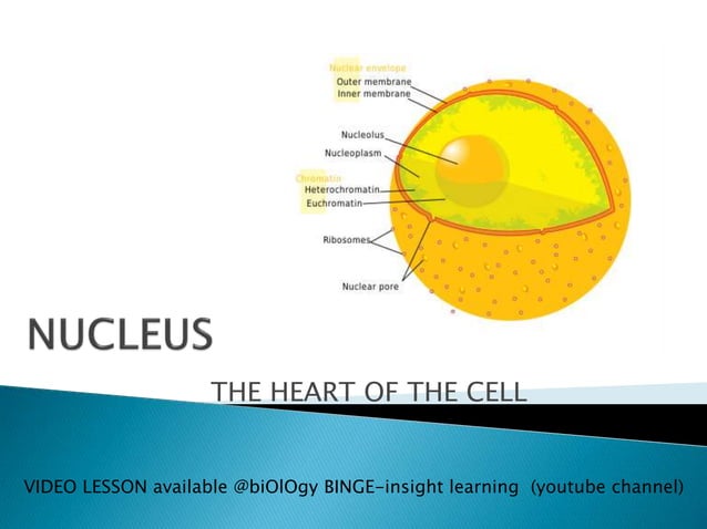 Nucleus-the heart of the cell-cellular organelles | PPT