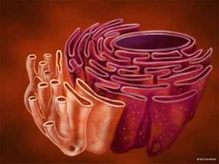 Nucleus-the heart of the cell-cellular organelles | PPTX