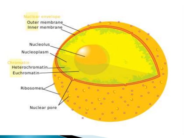 Nucleus-the heart of the cell-cellular organelles | PPT