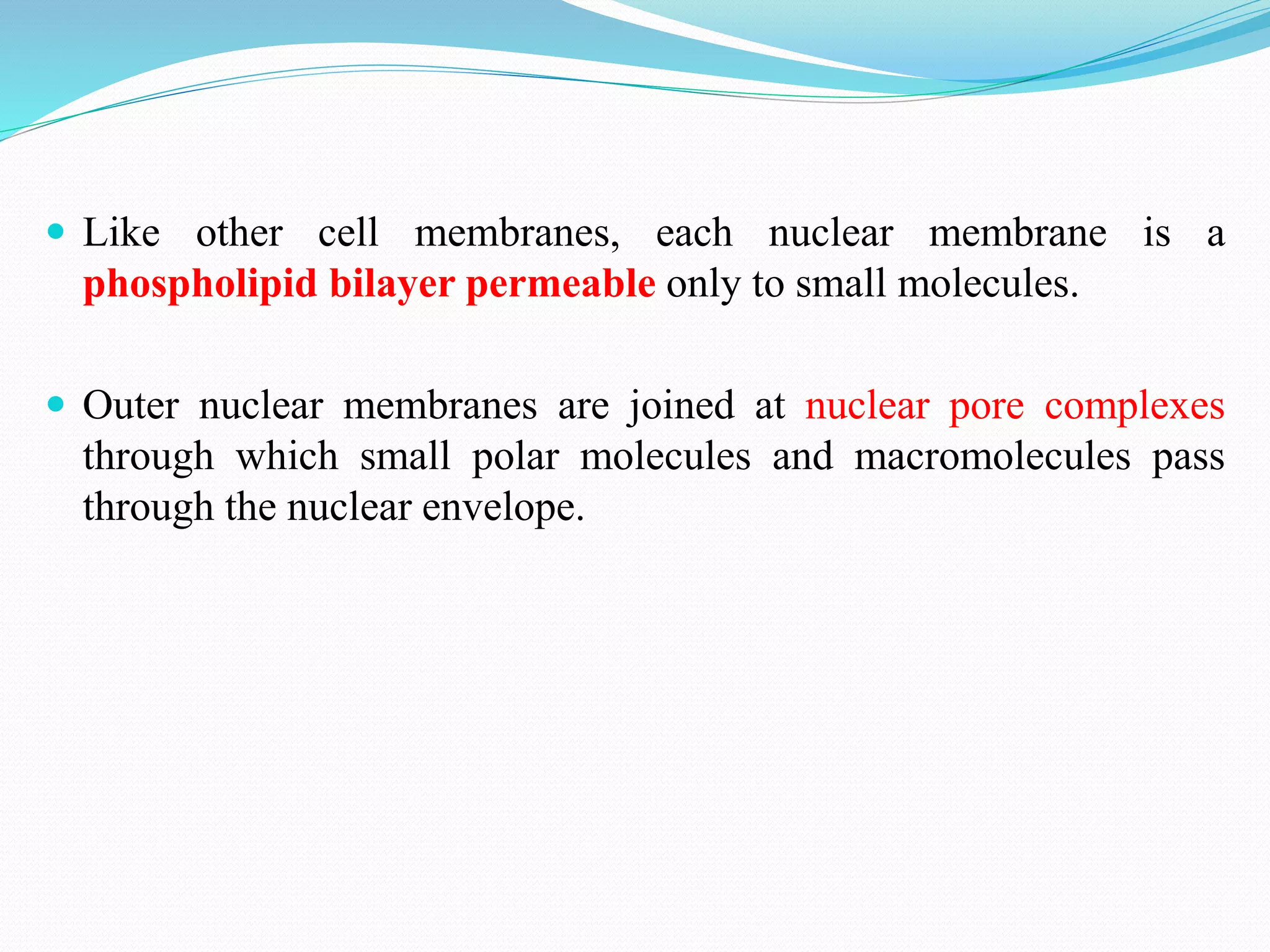 Nucleus Structure And Nuclear Pore Complex Pptx Biological Sciences