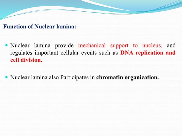 Nucleus structure and nuclear pore complex | PPTX | Biological Sciences | Science