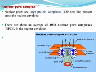 Nucleus structure and nuclear pore complex | PPTX