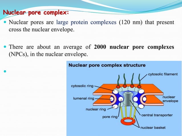 Nucleus structure and nuclear pore complex | PPTX | Biological Sciences ...