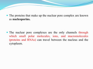 Nucleus structure and nuclear pore complex | PPTX