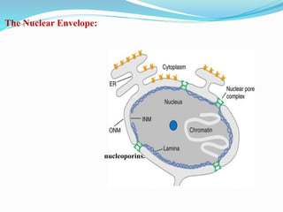 Nucleus structure and nuclear pore complex | PPTX