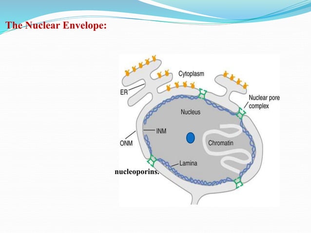 Nucleus structure and nuclear pore complex | PPTX | Biological Sciences ...