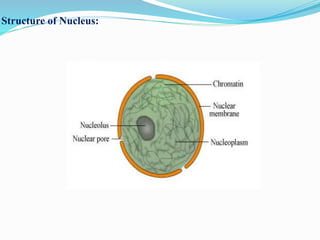 Nucleus Structure Drawing