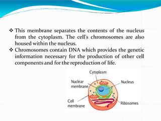 Nucleus | PPTX
