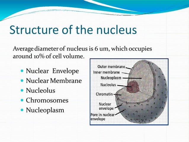 Nucleus | PPT | Free Download