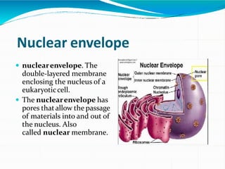 Nucleus | PPT | Free Download