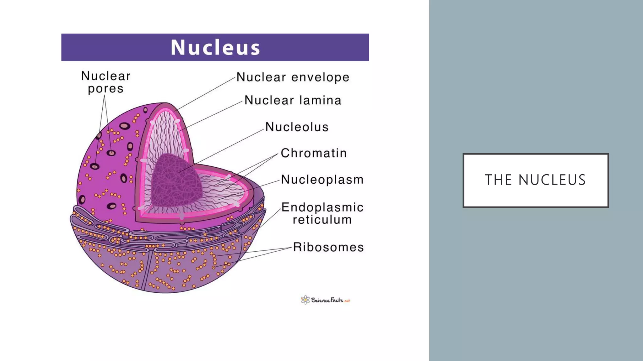 Nucleus.pptx