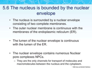 NUCLEUS.pptx