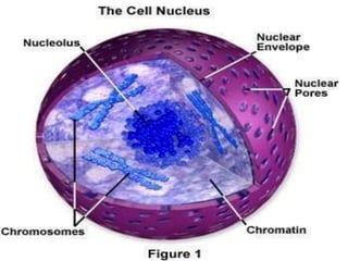 NUCLEUS.ppt