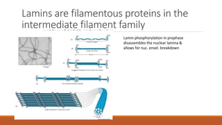 Nucleus.pptx | Free Download
