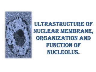nucleus ultrastructure and its important functions | PPT