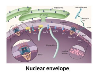nucleus ultrastructure and its important functions | PPTX