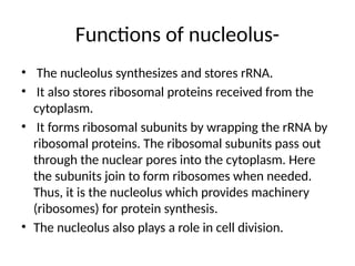 nucleus ultrastructure and its important functions | PPT