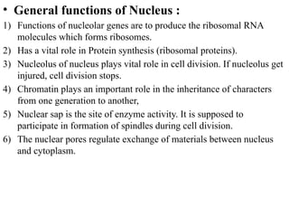 nucleus ultrastructure and its important functions | PPT