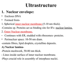nucleus ultrastructure and its important functions | PPT