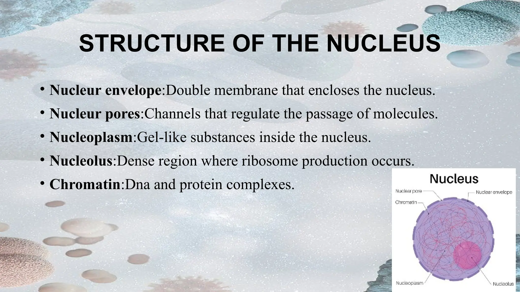 NUCLEUS.pptx structure and fuction of nucleus | PPT
