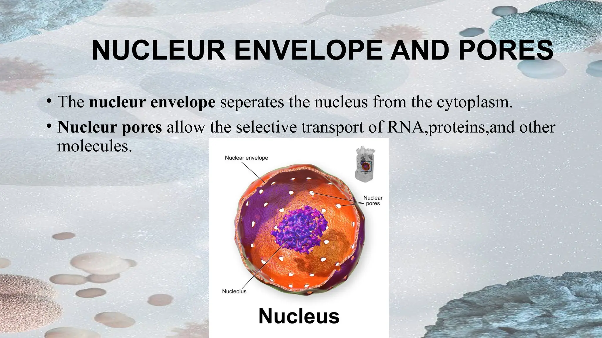 NUCLEUS.pptx structure and fuction of nucleus | PPT