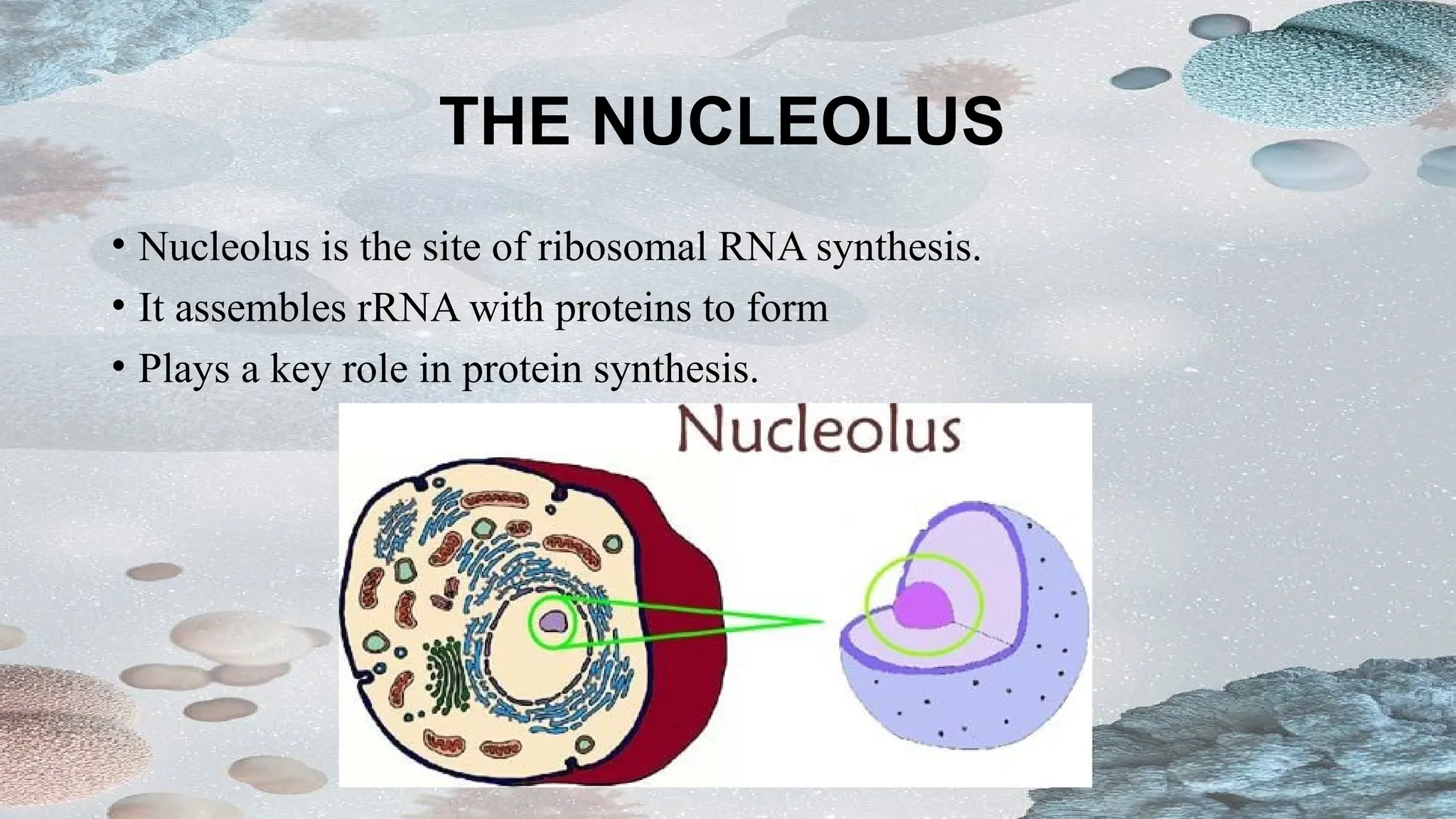 NUCLEUS.pptx structure and fuction of nucleus | PPT