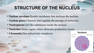 NUCLEUS.pptx structure and fuction of nucleus | PPT