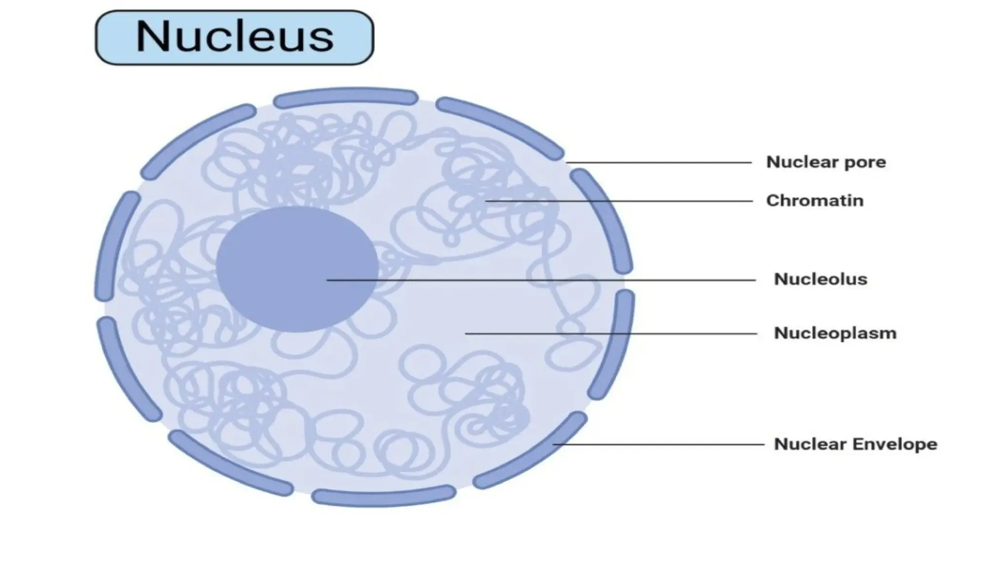 Nucleus presentation 12- 12- 2024ab.pptx