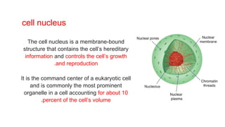 Nucleus presentation 12- 12- 2024ab.pptx