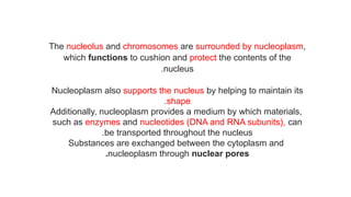 Nucleus presentation 12- 12- 2024ab.pptx