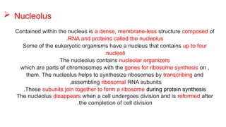 Nucleus presentation 12- 12- 2024ab.pptx
