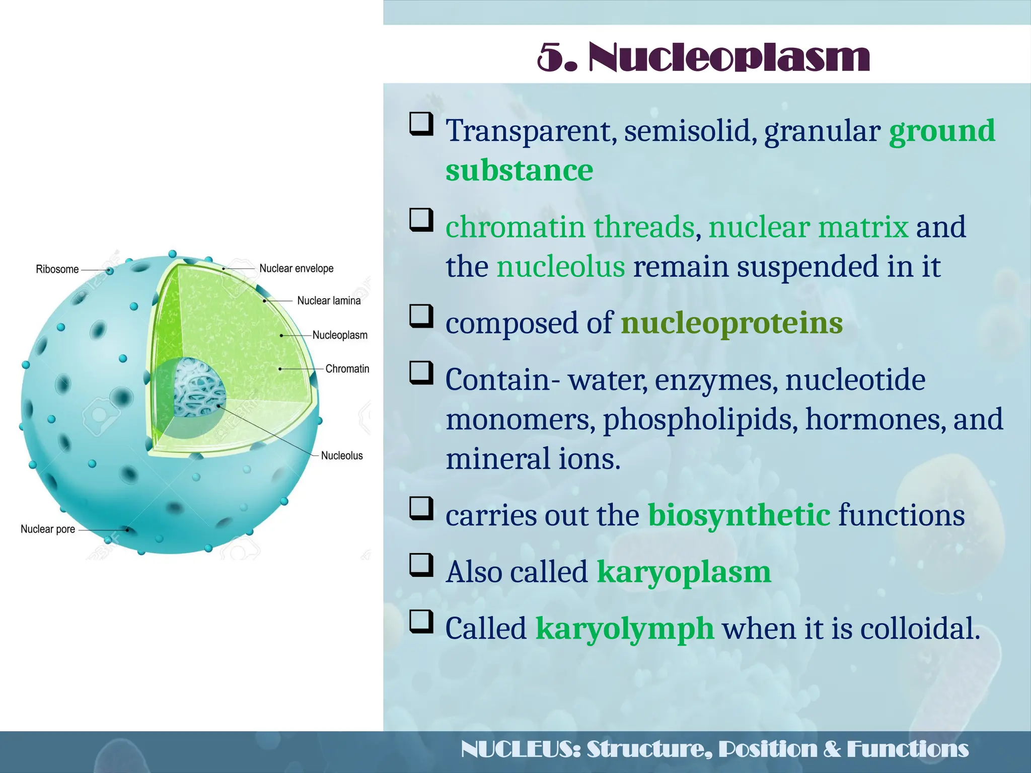 nucleus.pptx cell and cell biology,.... | PPT