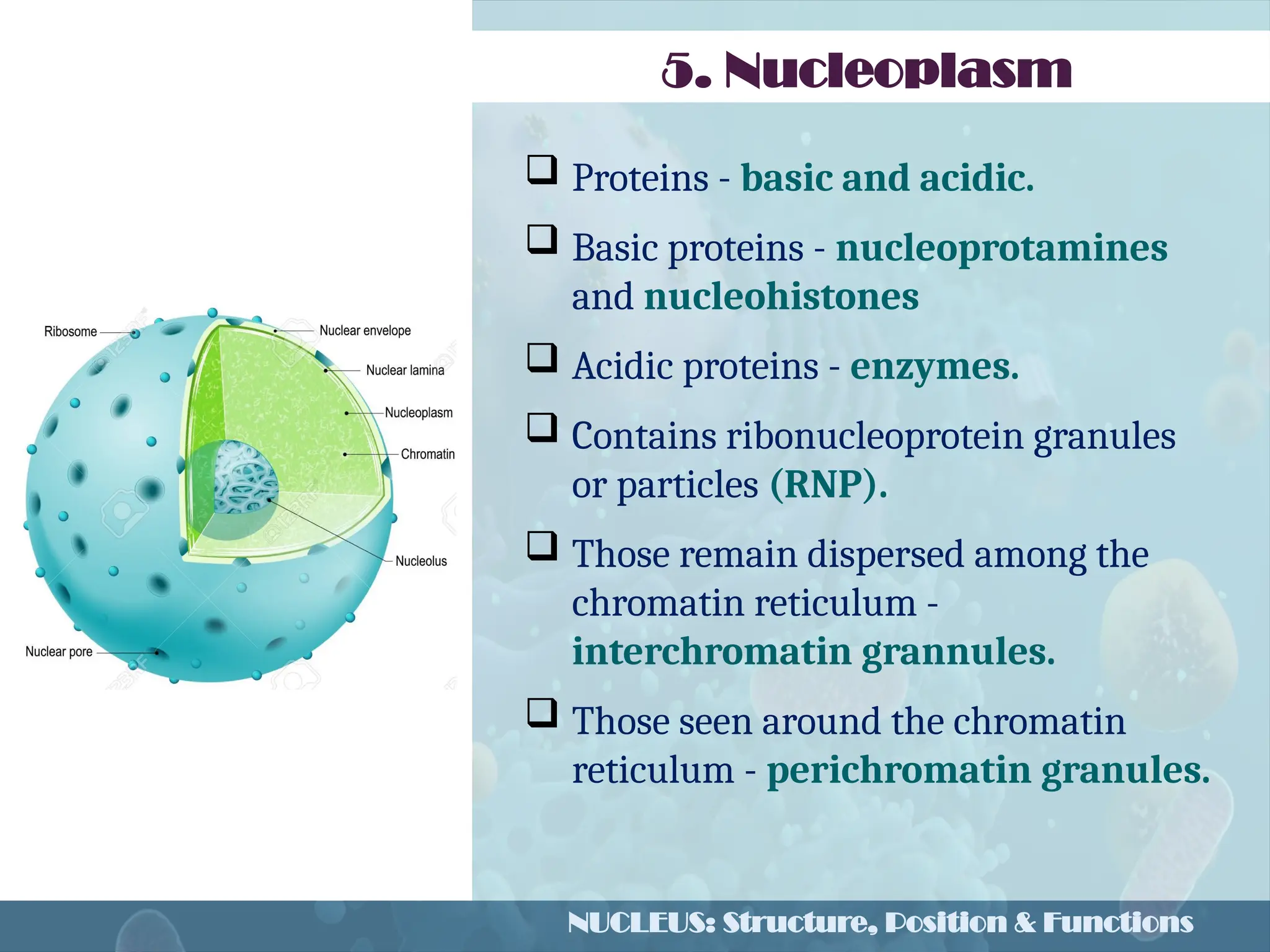 nucleus.pptx cell and cell biology,.... | PPTX