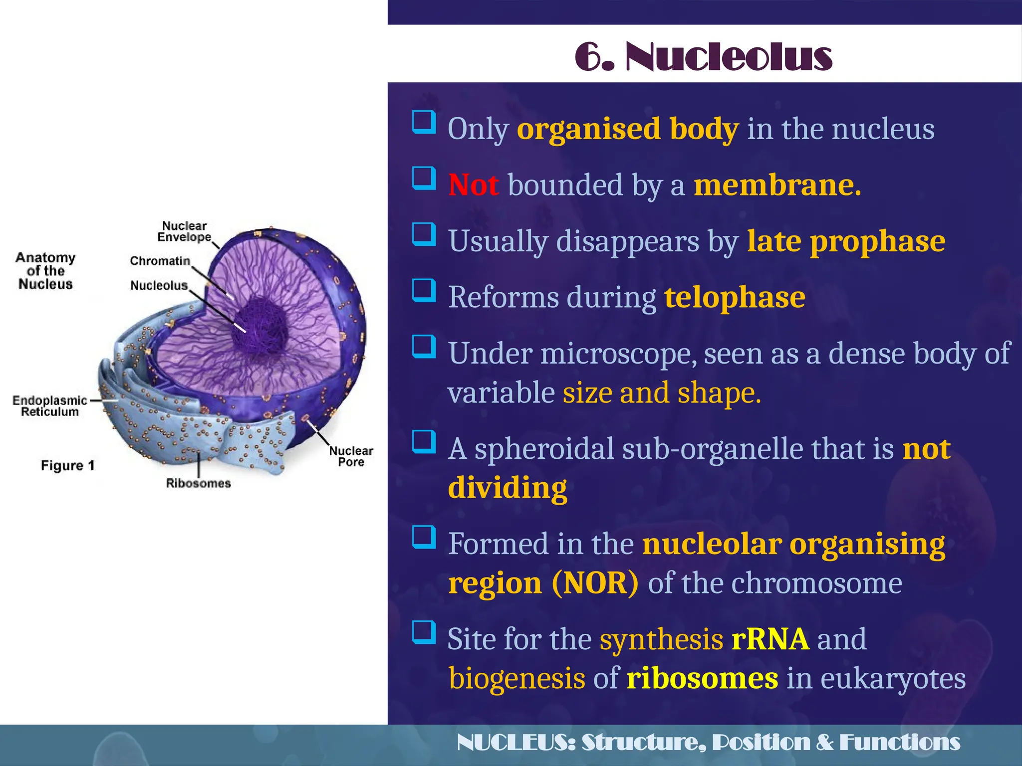 nucleus.pptx cell and cell biology,.... | PPTX