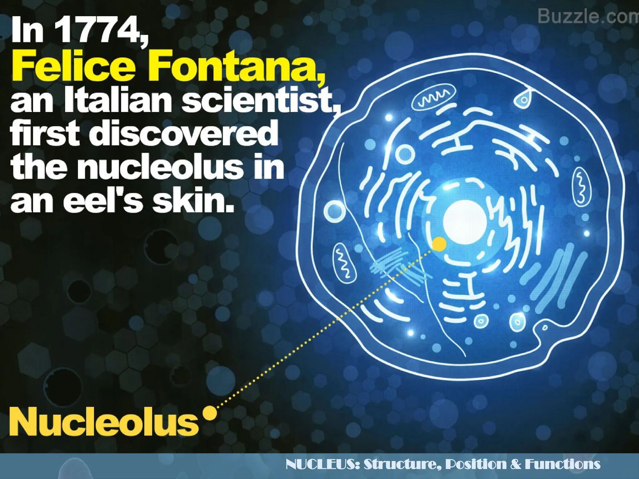 nucleus.pptx cell and cell biology,.... | PPTX