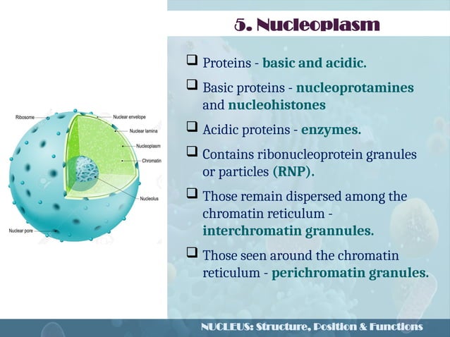 nucleus.pptx cell and cell biology,.... | PPT