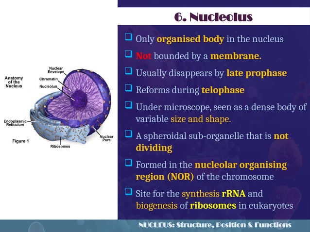 nucleus.pptx cell and cell biology,.... | PPT