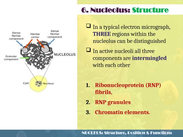 nucleus.pptx cell and cell biology,.... | PPT