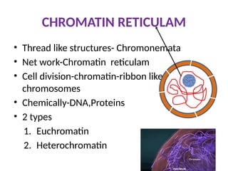 STRUCTURE AND FUNCTIONS OF NUCLEUS & NUCLEOLUS | PPT